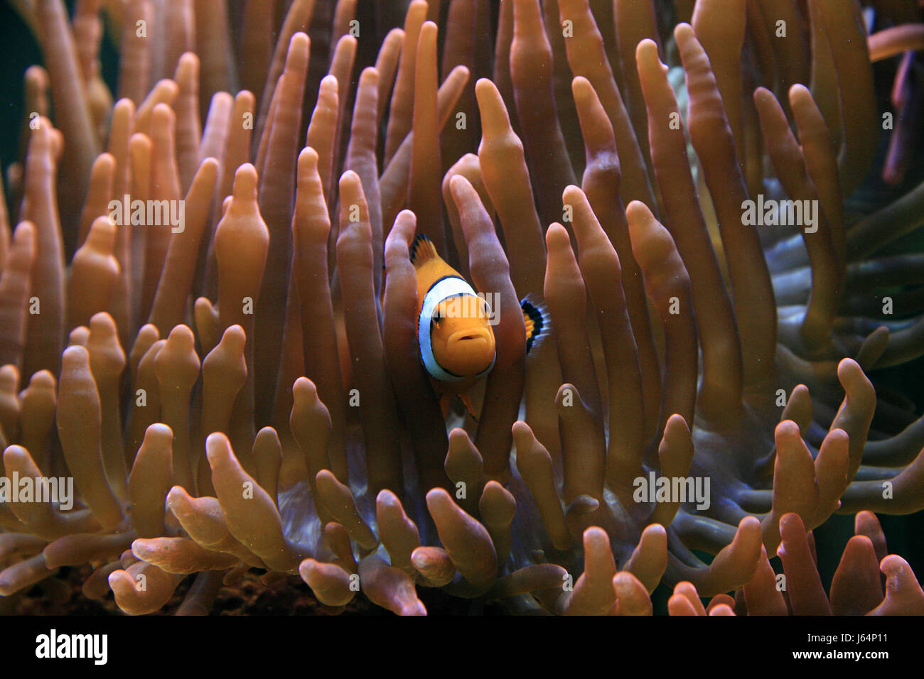 nemo - clownfish Stock Photo - Alamy