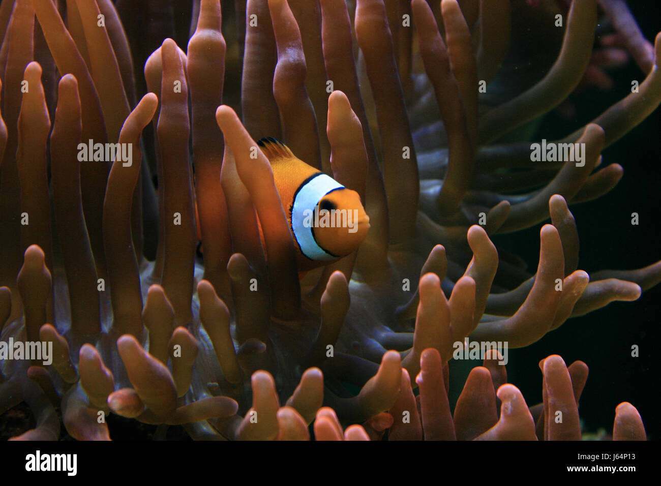 nemo - clownfish Stock Photo - Alamy