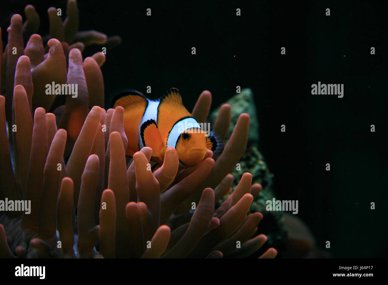 nemo - clownfish Stock Photo - Alamy