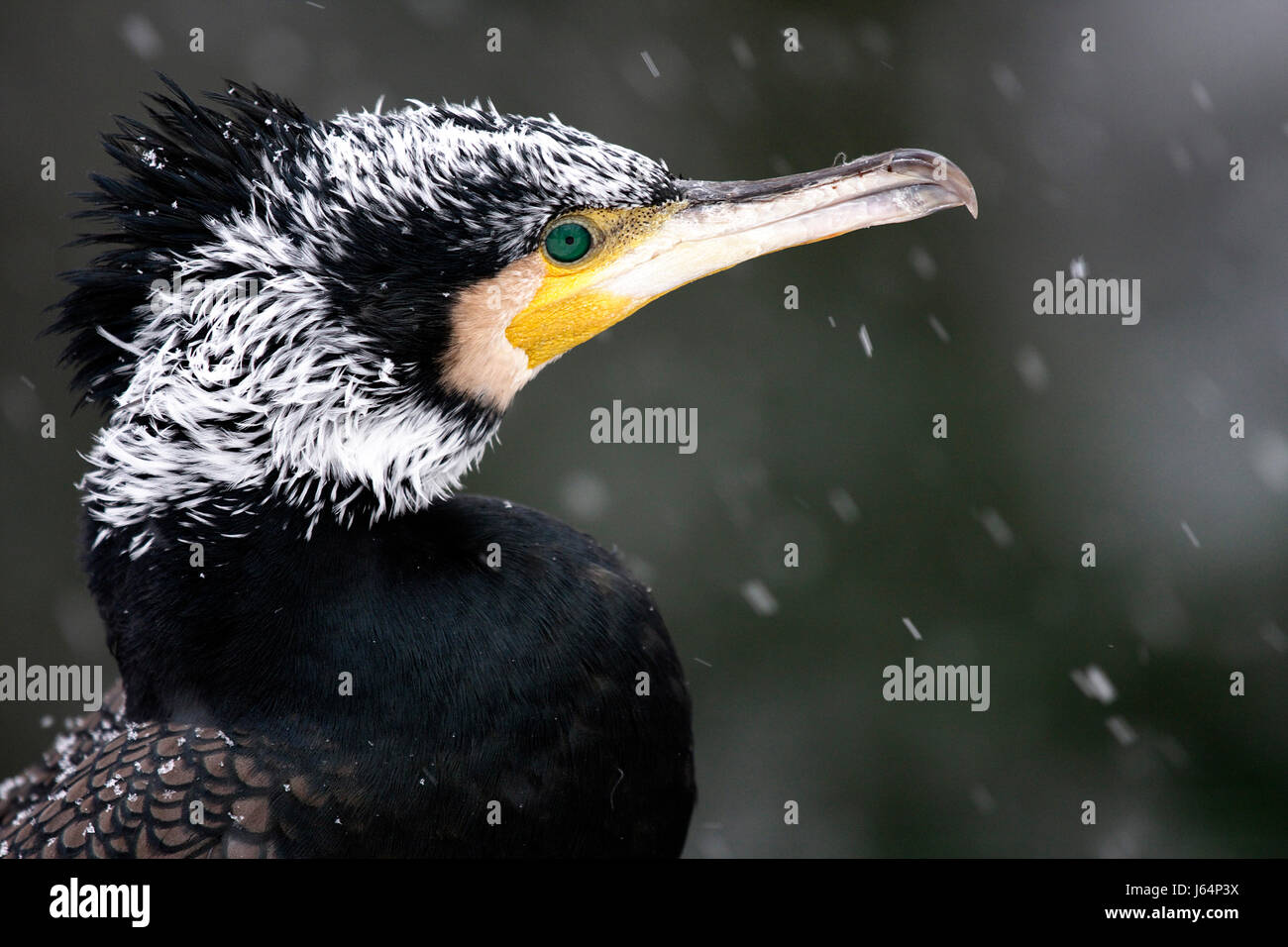 bird birds cormorant beak waterfowls waterfowl beaks hunting chase head ...