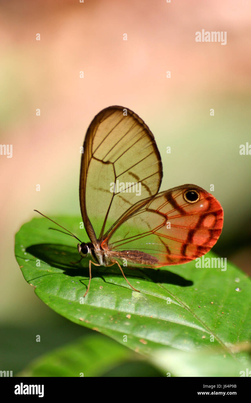 insects animals south america butterfly butterflies ecuador tropics ...