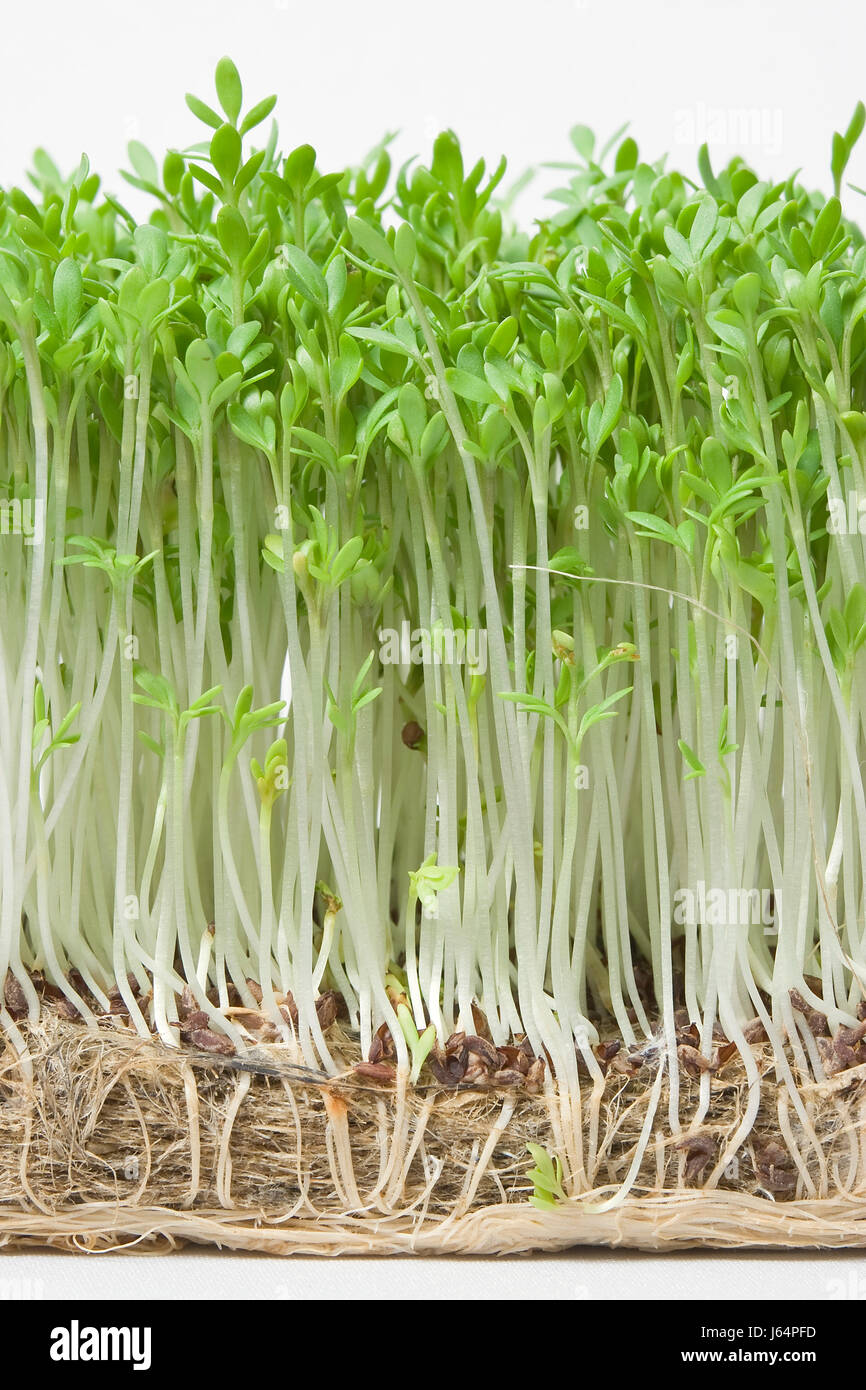 cress food aliment vitamins vitamines condiment watercress cress wort ...