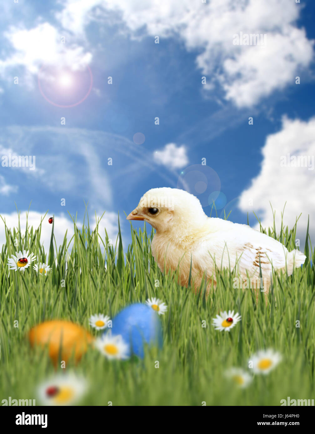 easter spring flower meadow imagination eggs chick meadow firmament sky ...