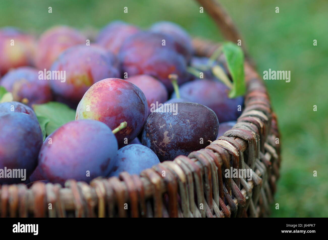 Dacha garden hi-res stock photography and images - Alamy