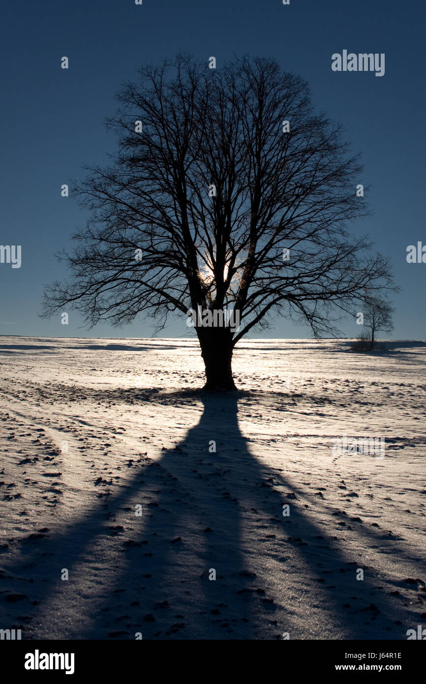 blue tree cold firmament sky sparse stinted snow scenery countryside ...