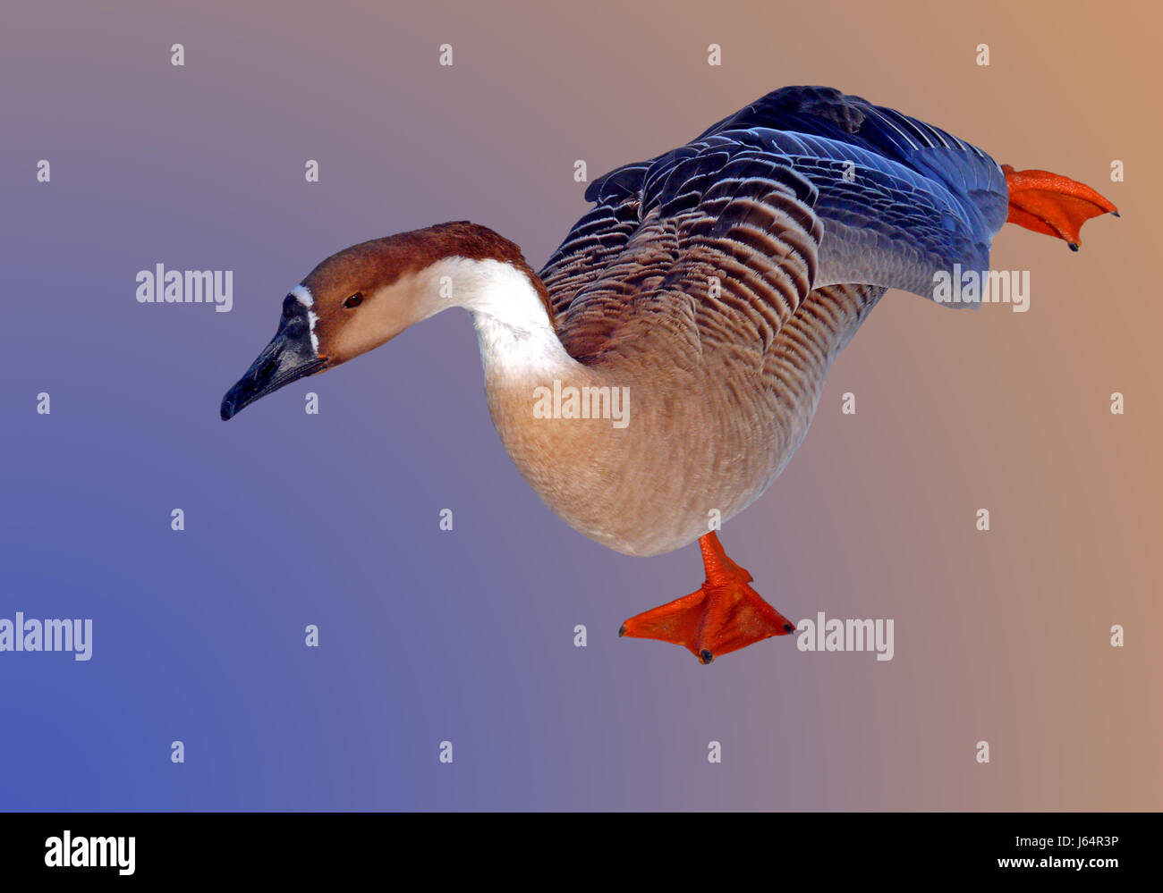 balance equilibrium acrobatics elegant bird birds wing feathers beak ...