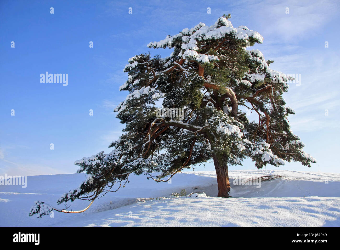 pine in snow Stock Photo - Alamy