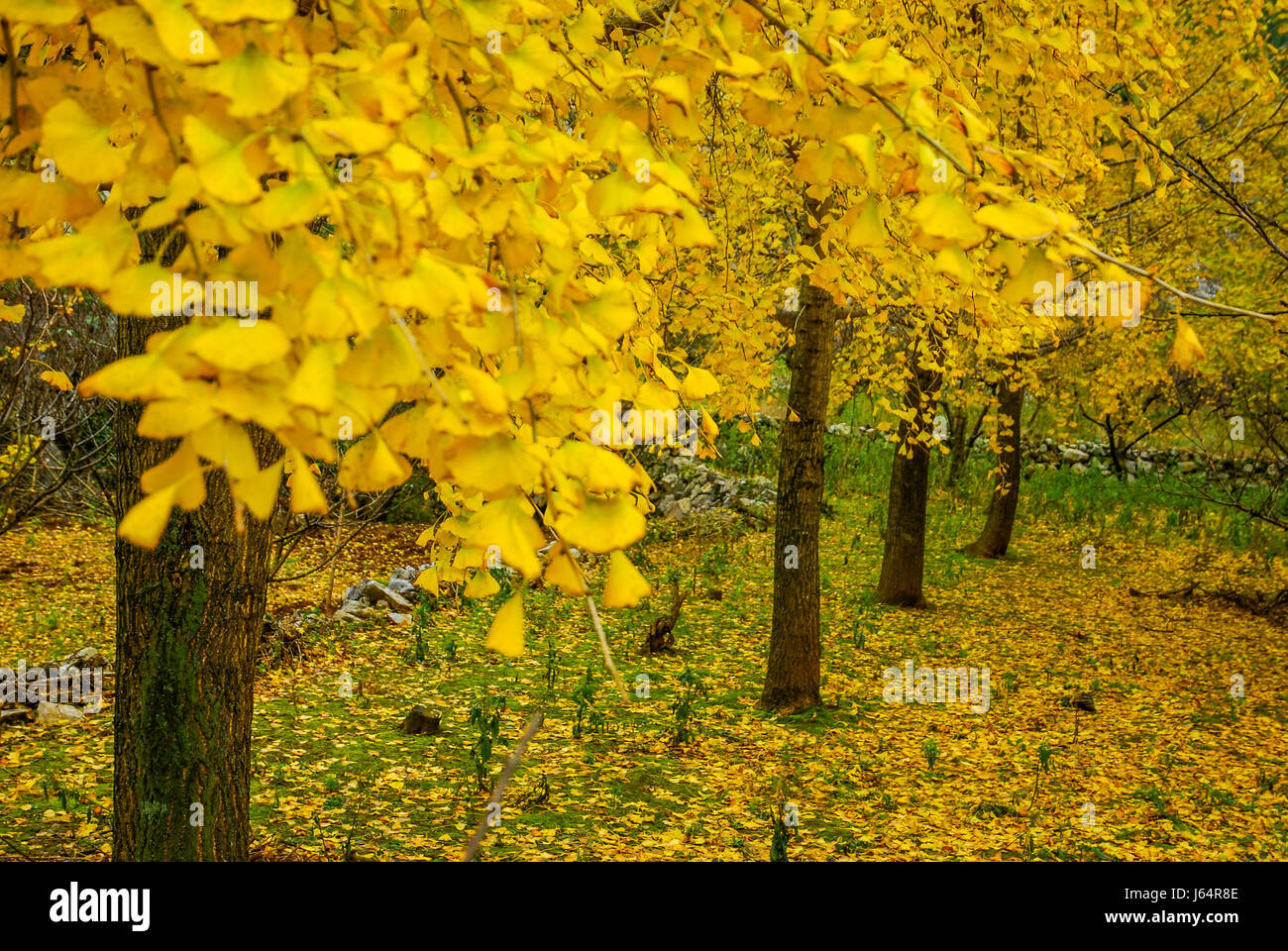 Ginkgo trees in autumn Stock Photo - Alamy