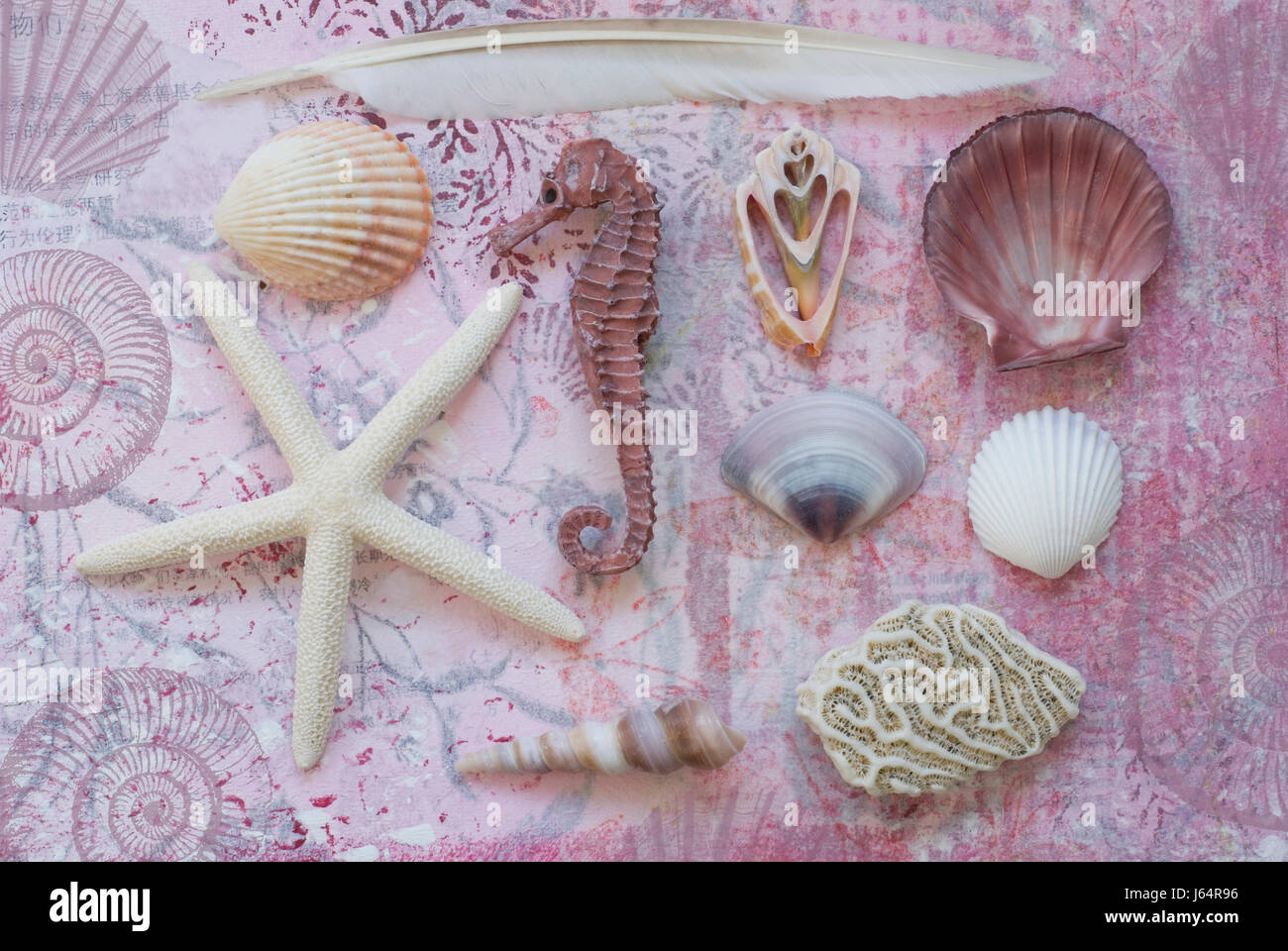 Horse mussels hi-res stock photography and images - Alamy