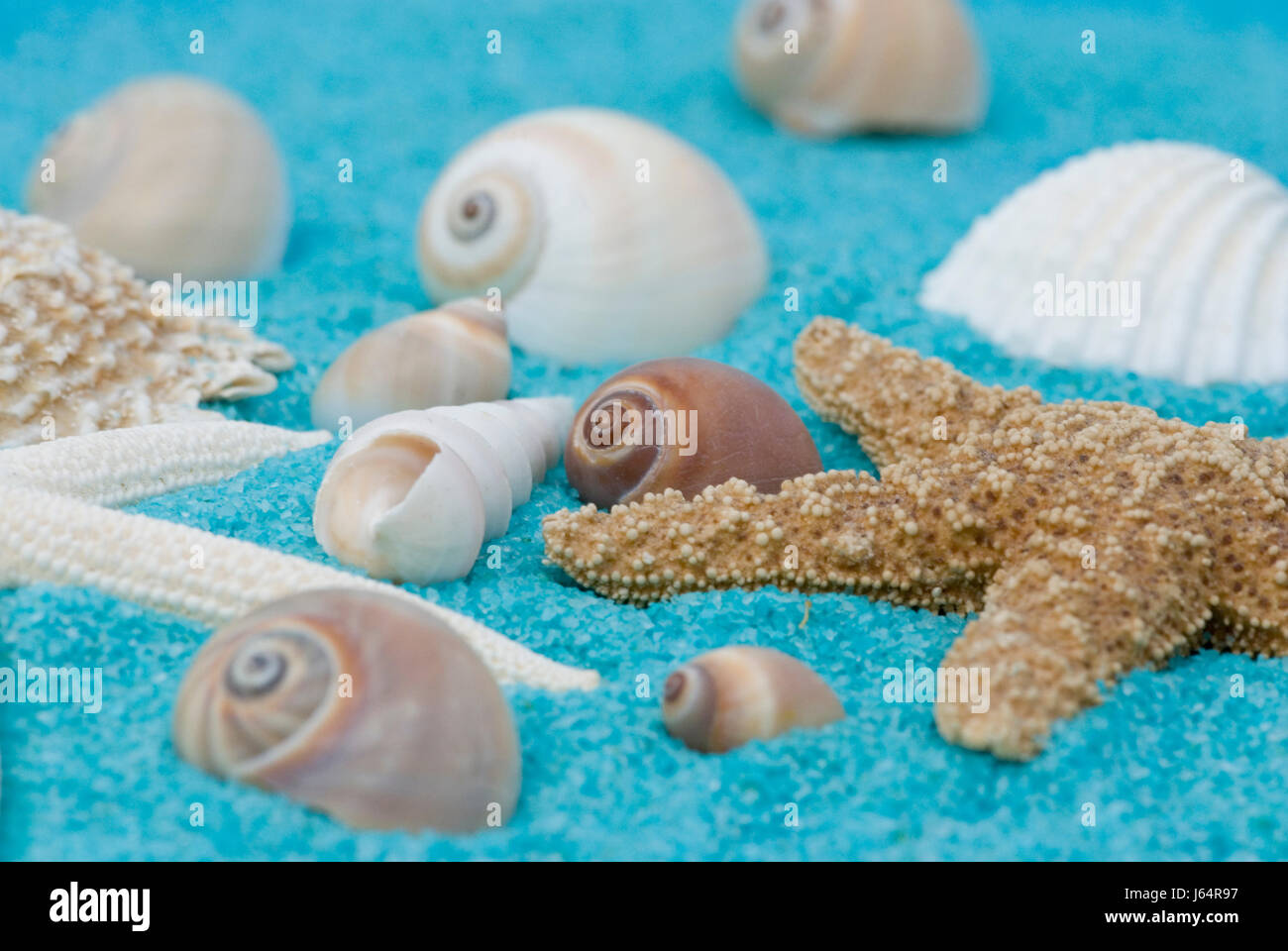 blue maritime shell collection assortment sands sand nature still life ...