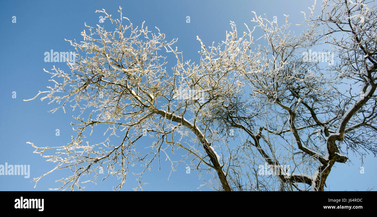shine shines bright lucent light serene luminous tree winter cold ...