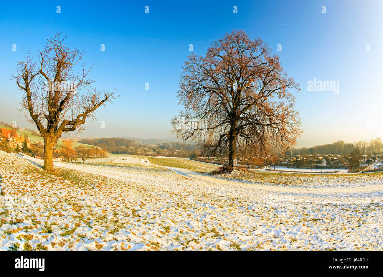 tree trees switzerland sight view outlook perspective vista panorama ...