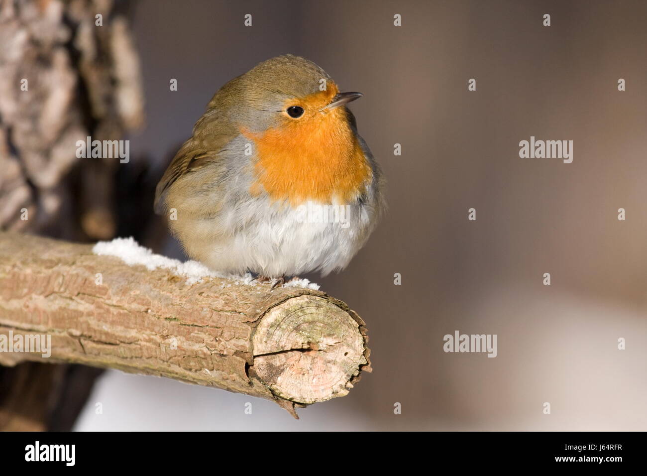 Robin peeking hi-res stock photography and images - Alamy