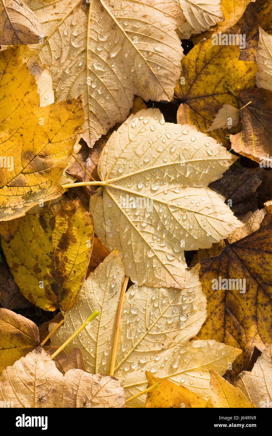 leaf leaves wet october november fall foliage drop drip drops seeping ...