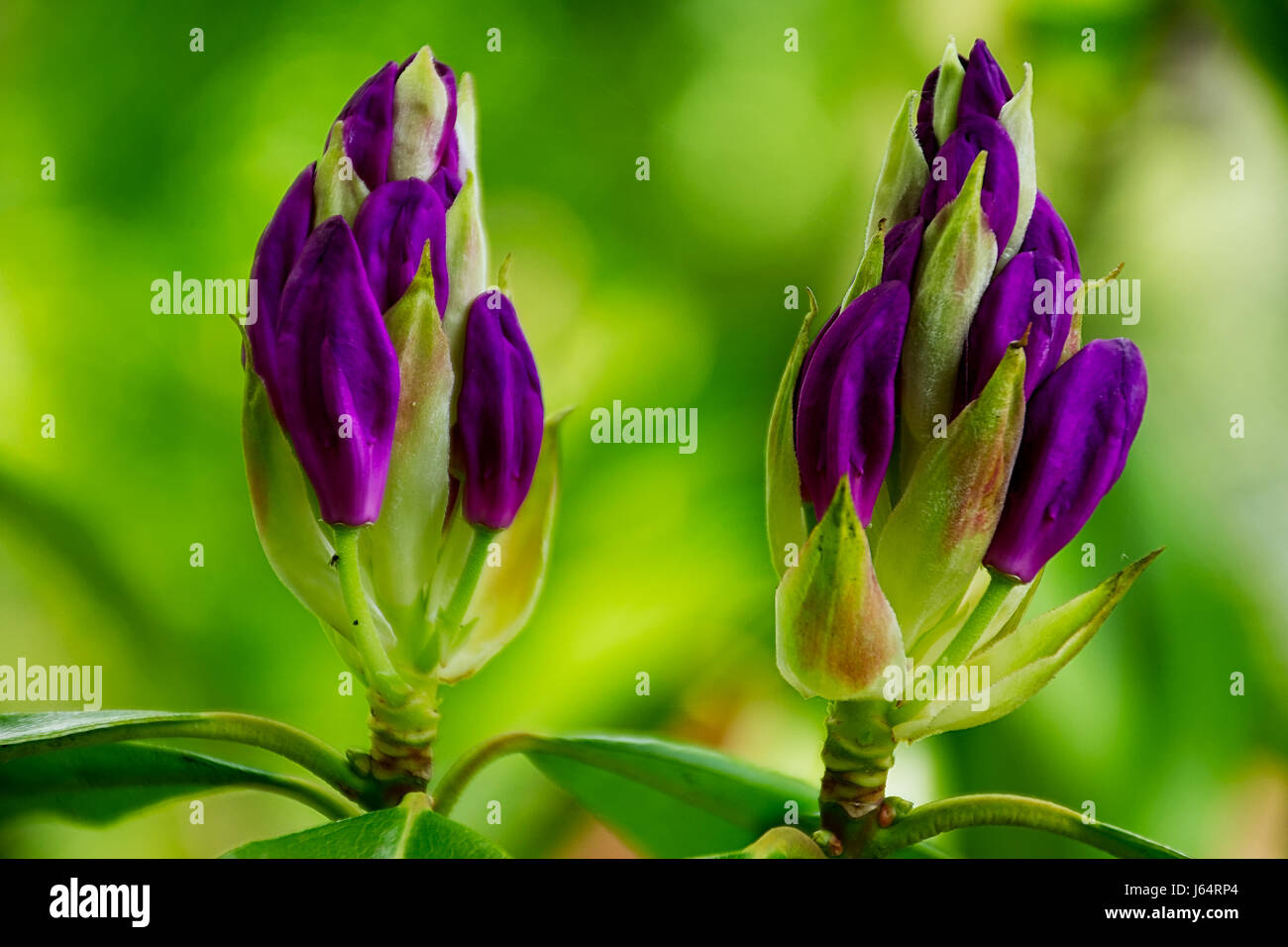 Purple rhododendron buds.Springtime Uk.Nature,Uk.Springtime blossom ...