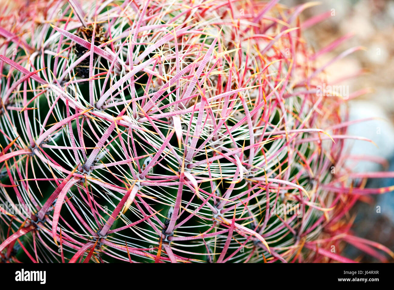 desert wasteland arizona cactus barrel botanical spines pink plant ...
