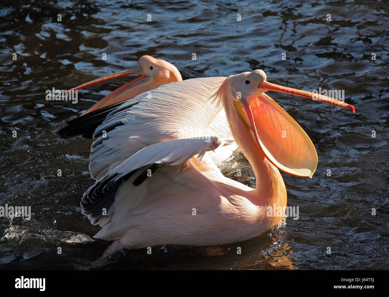 animal bird birds feathers beak to gorge engulf devour pelican beaks ...