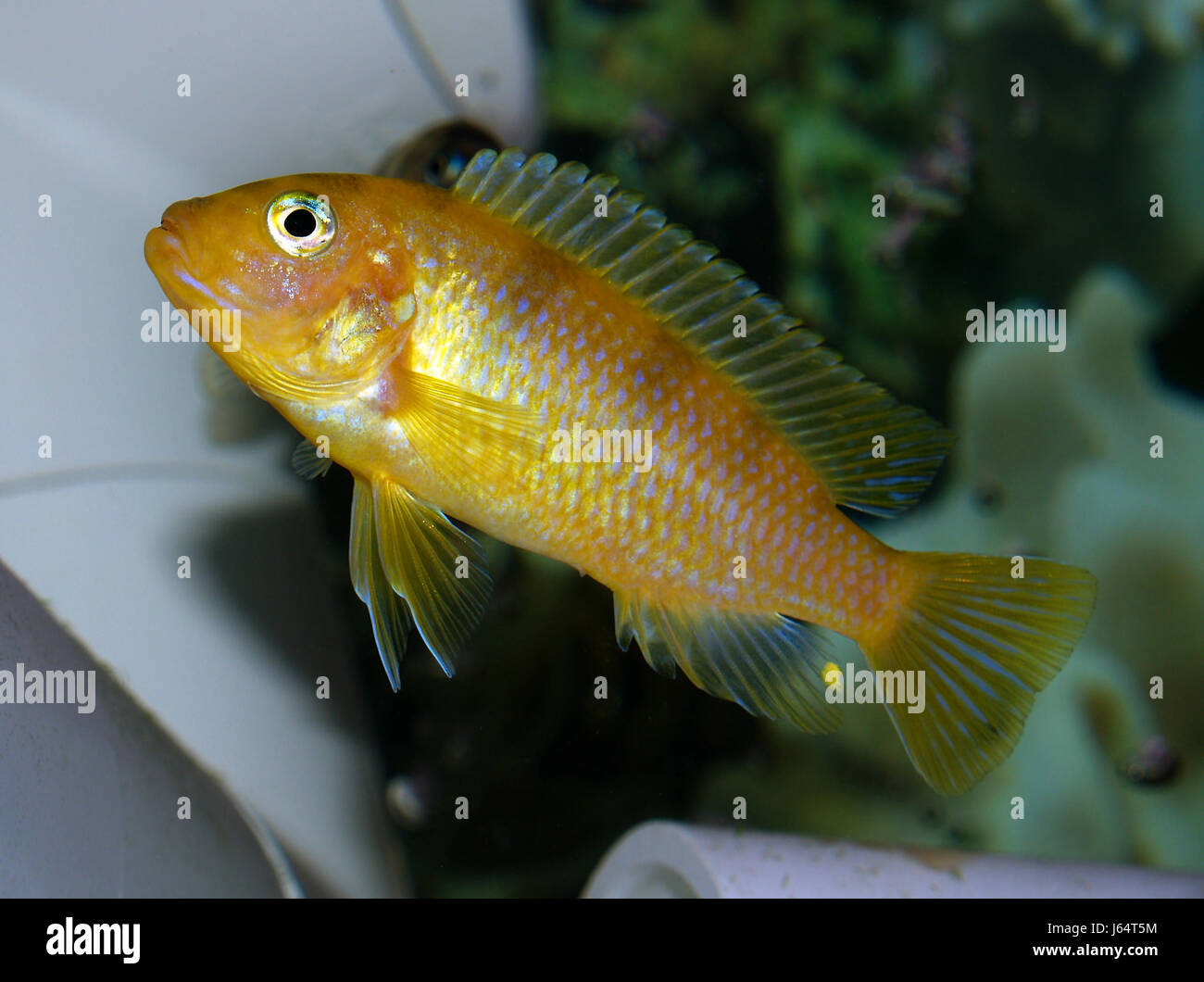 animal pet aquarium fish African tank fresh water lake inland water ...