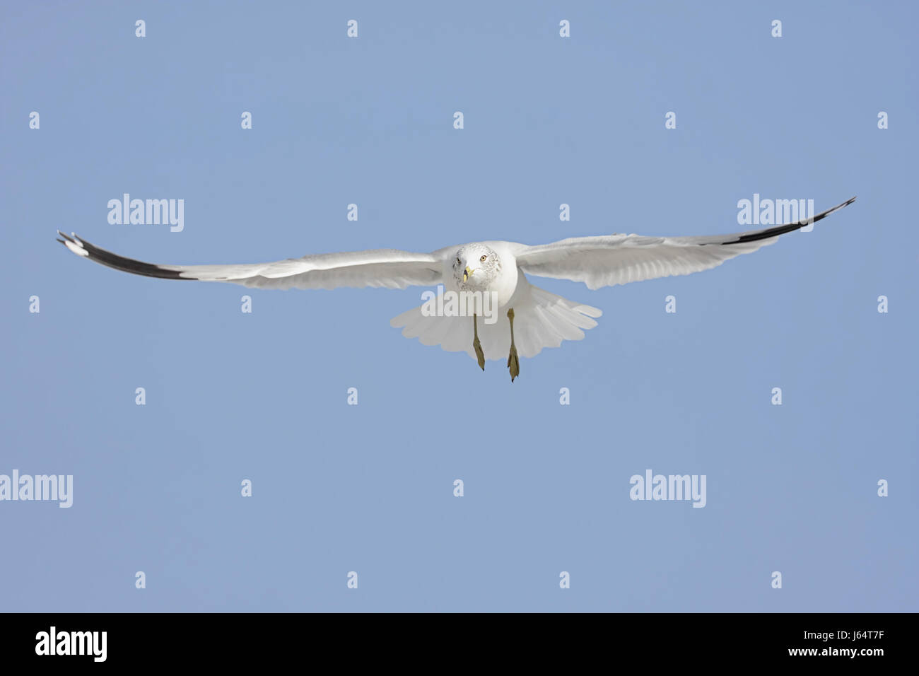 blue bird beach seaside the beach seashore firmament sky fly flies flys ...