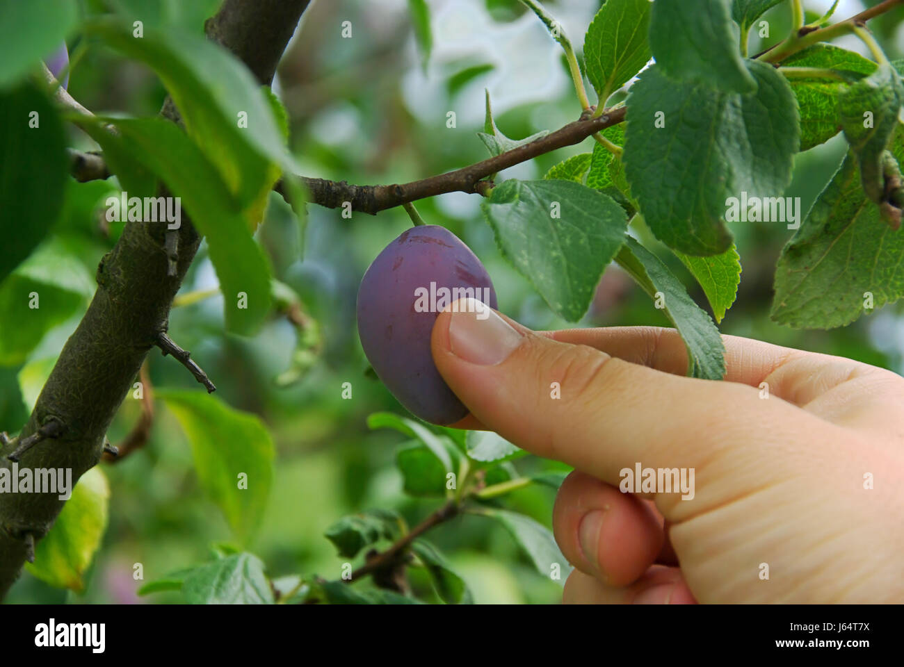 Plum tree hand pick hi-res stock photography and images - Alamy