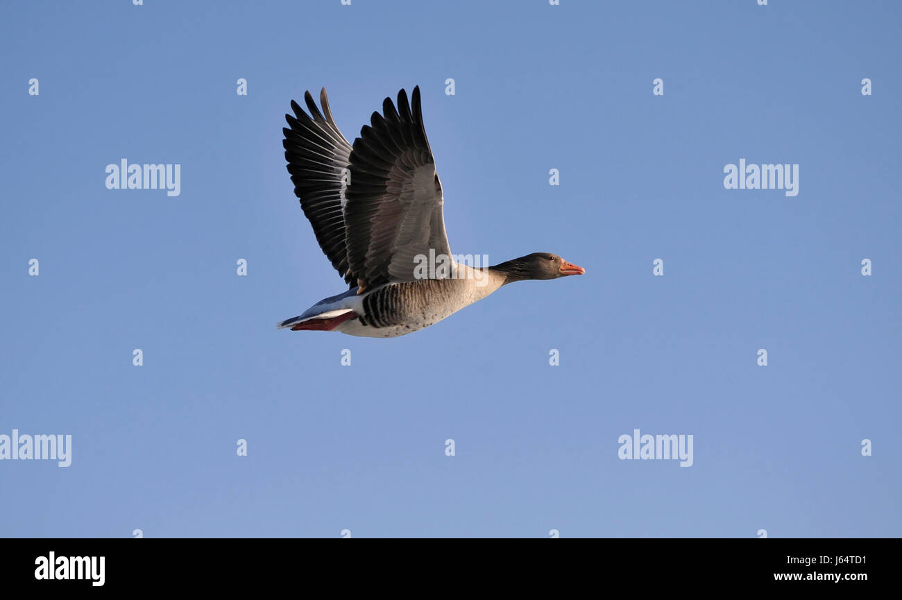 blue flight bird birds wildlife goose firmament sky fly flies flys ...