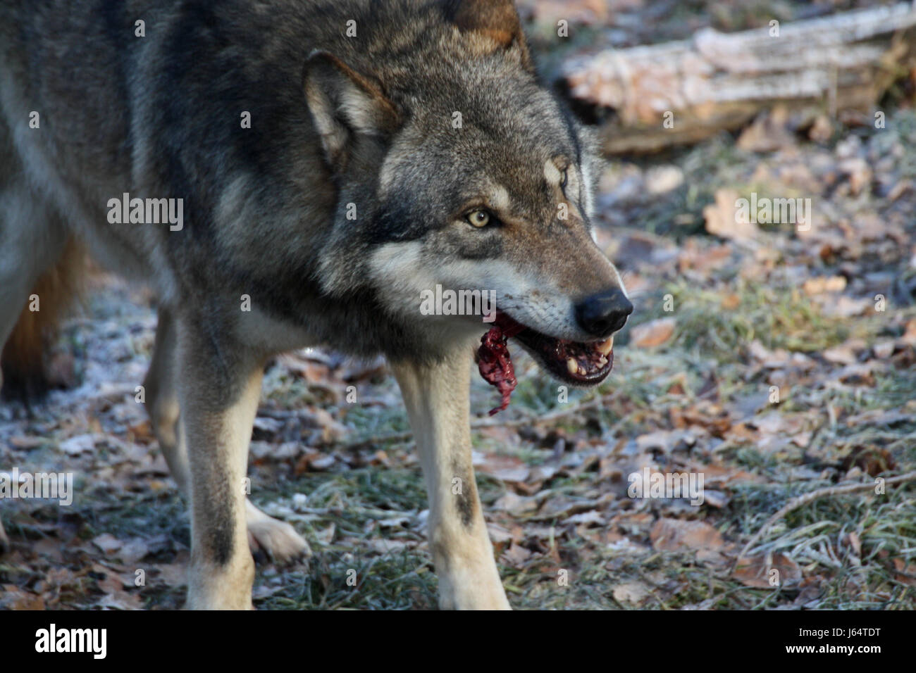 Lean wolf hi-res stock photography and images - Alamy