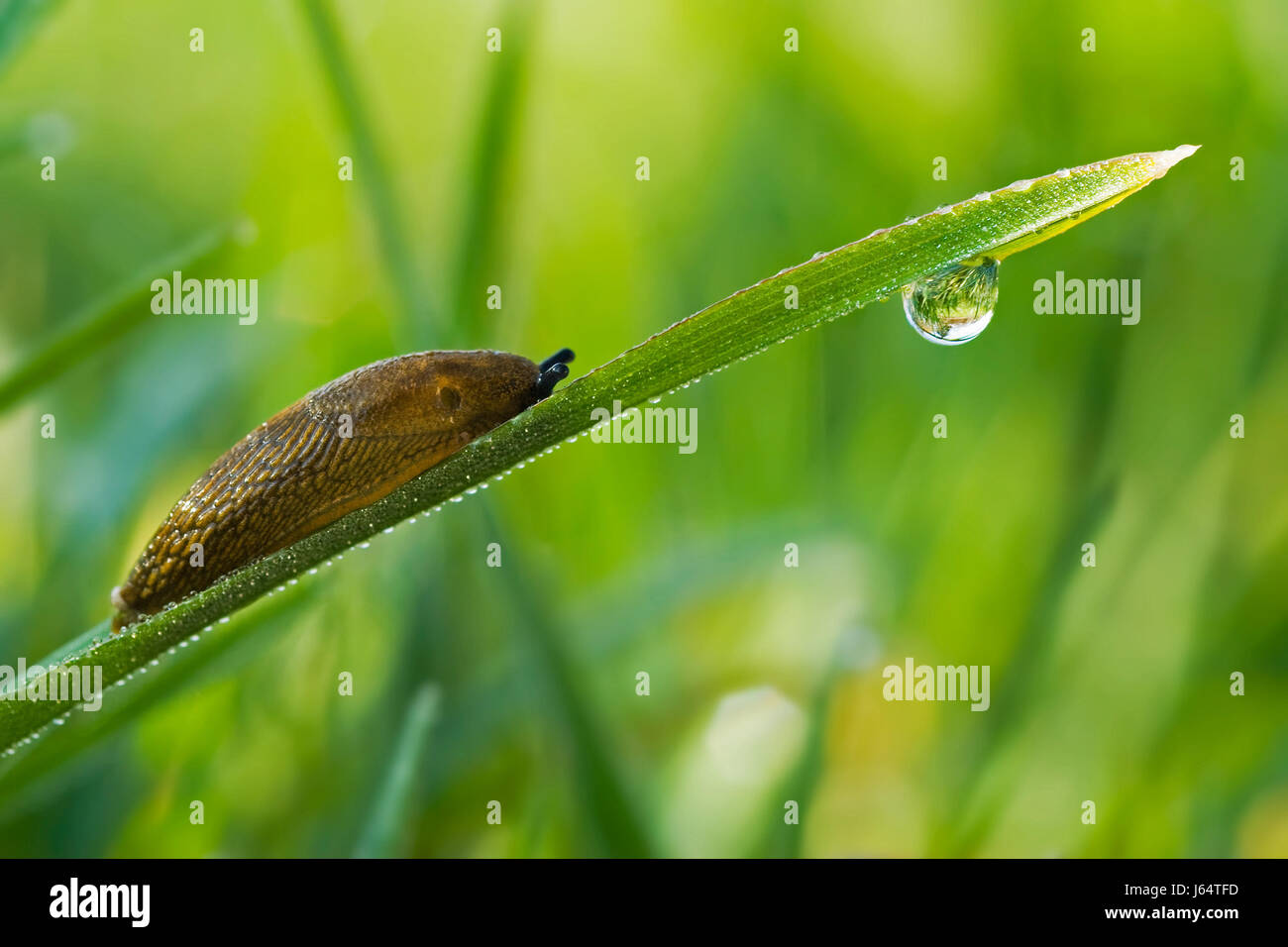 green slug snail blade of grass meadow grass lawn page sheet water drop ...