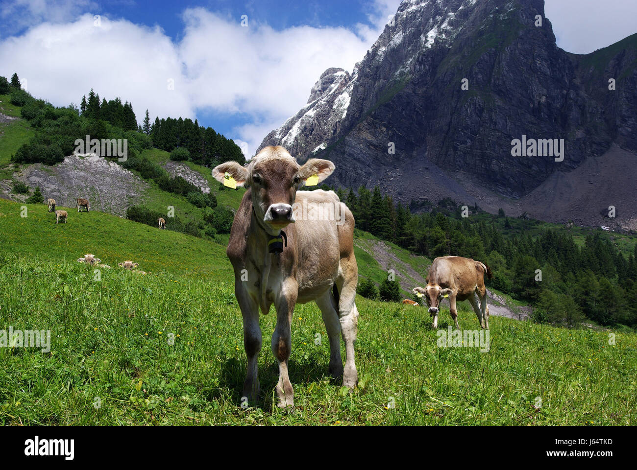portrait look glancing see view looking peeking looking at cow cows ...
