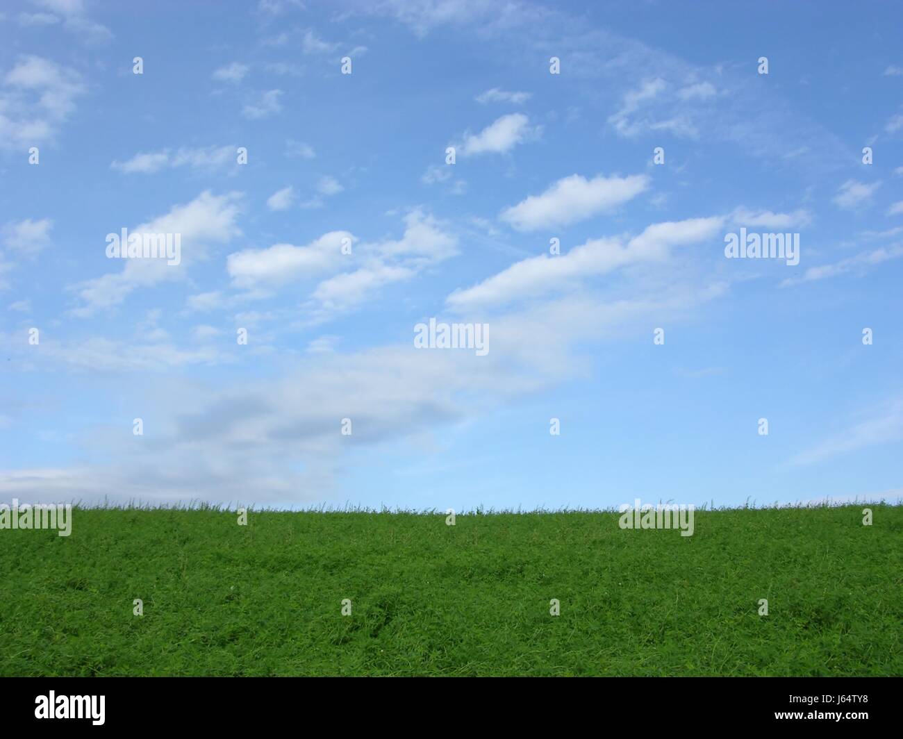 field acre sight view outlook perspective vista panorama lookout clover ...