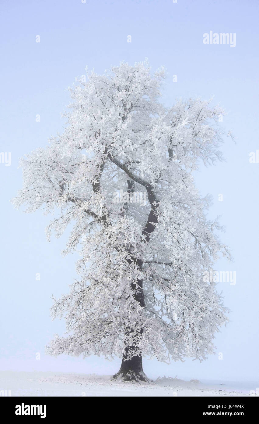tree winter branches oak ice freezes snow tree winter cold trunk field ...