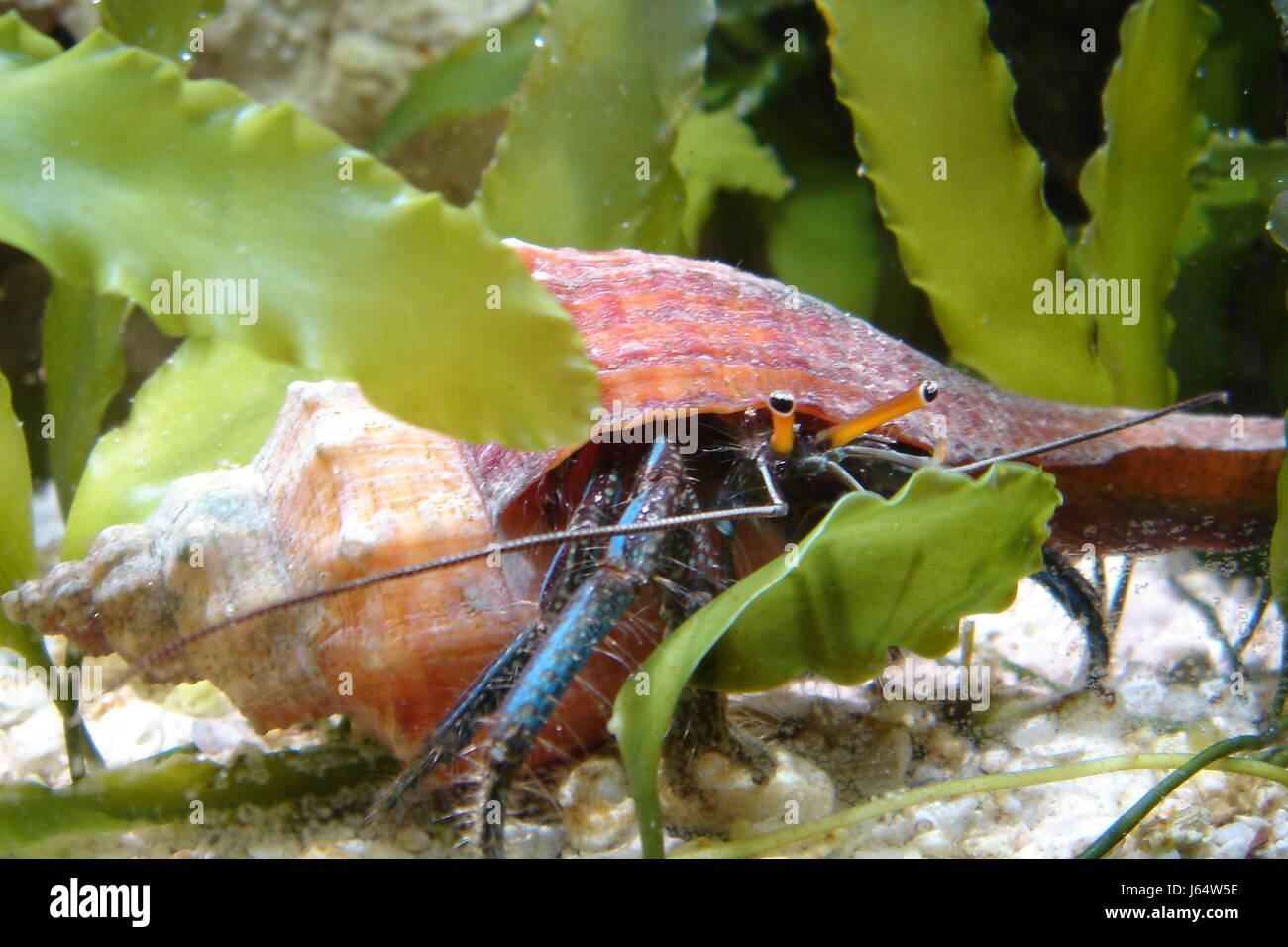 cancer,hermit crab,aquarium,cancer,salt water,sea,ocean,water,hermit ...