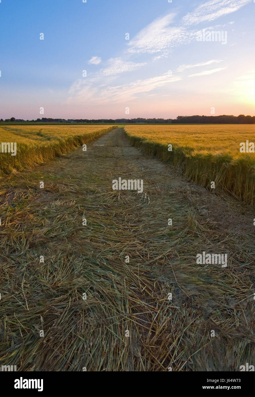 agricultural agriculture farming barley country cereal scenery ...