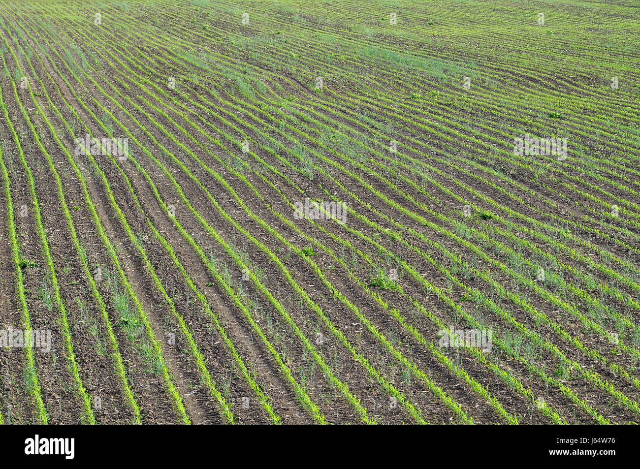 agriculture farming field acre acreage order agricultural plant ...
