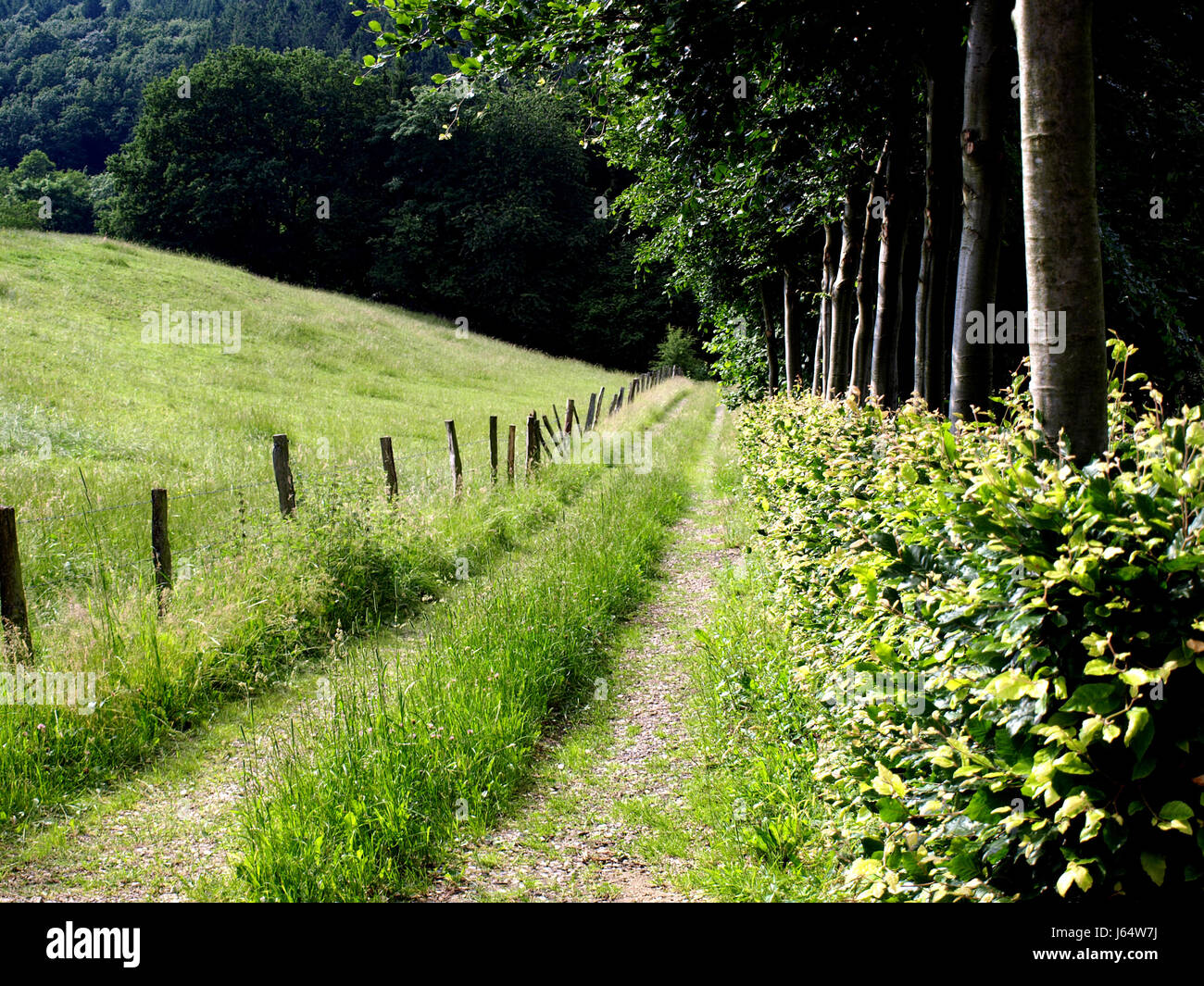dirt road path way forest bucolic dirt road fence hedge highlands path ...