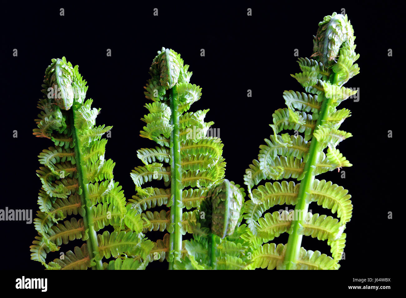 Polypody hi-res stock photography and images - Alamy