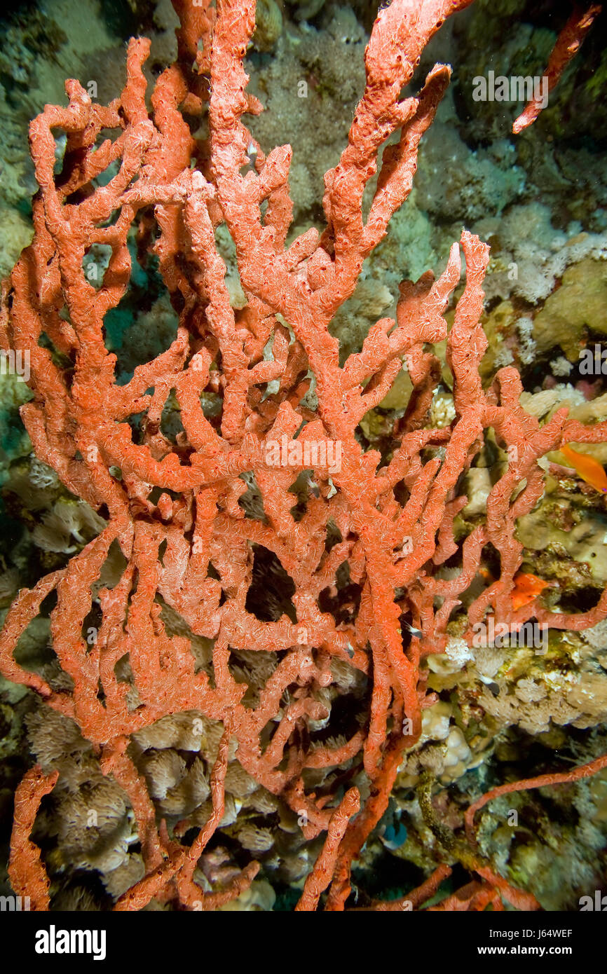 Toxic finger sponge hi-res stock photography and images - Alamy
