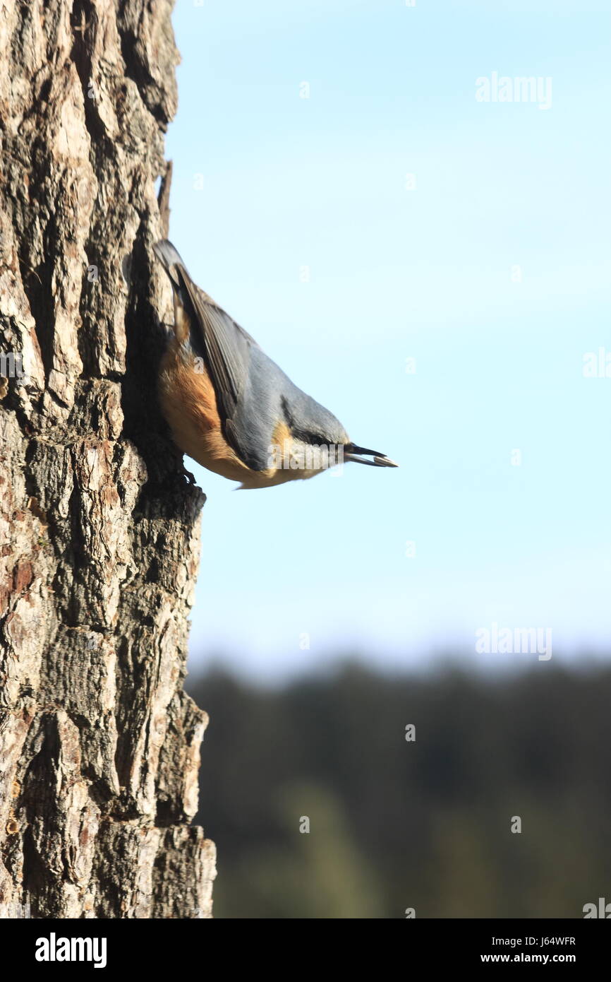 fodder winter bird birds oak bark wildlife forest fodder tree garden ...