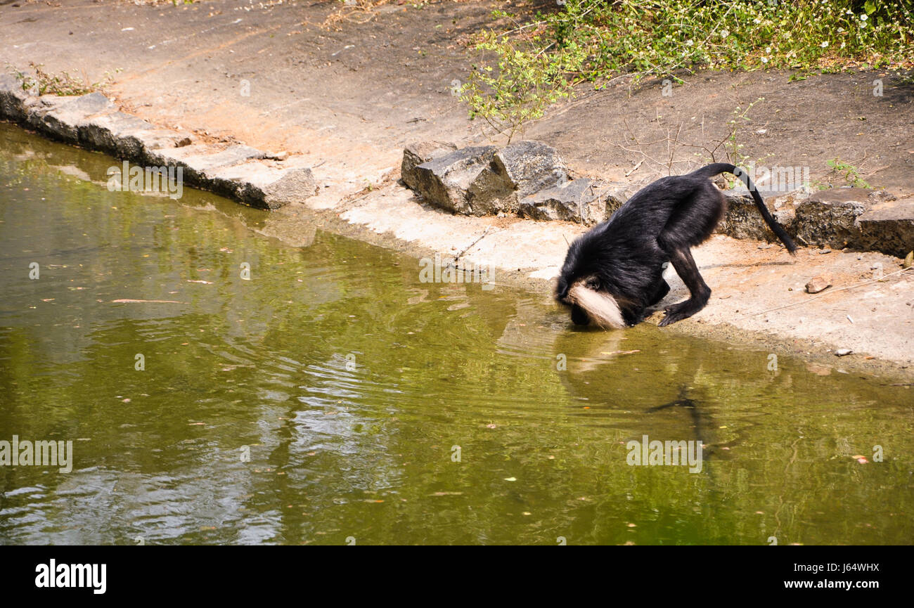 Wild Gaur also known as Indian Bison Stock Photo - Alamy