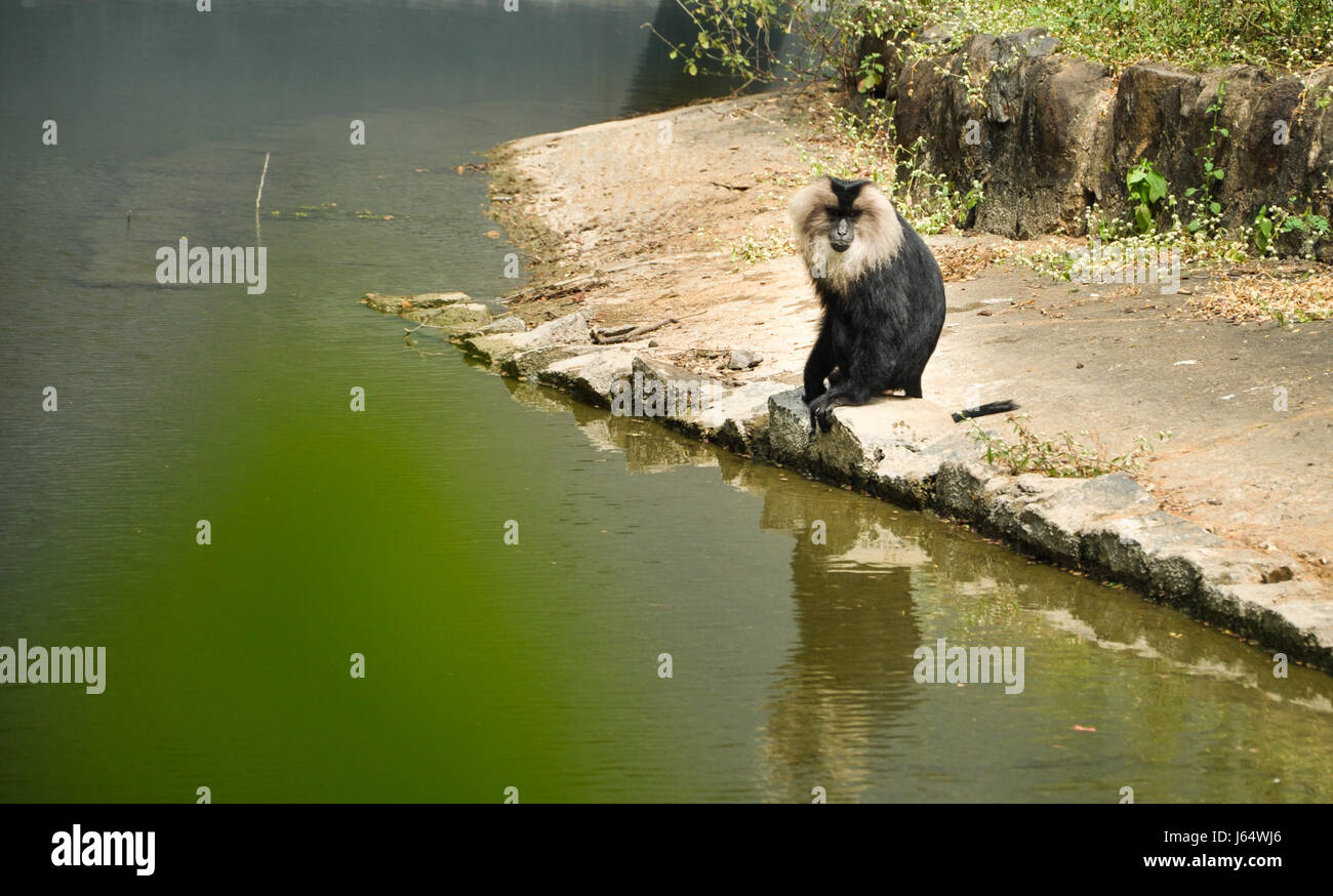 Wild Gaur also known as Indian Bison Stock Photo - Alamy