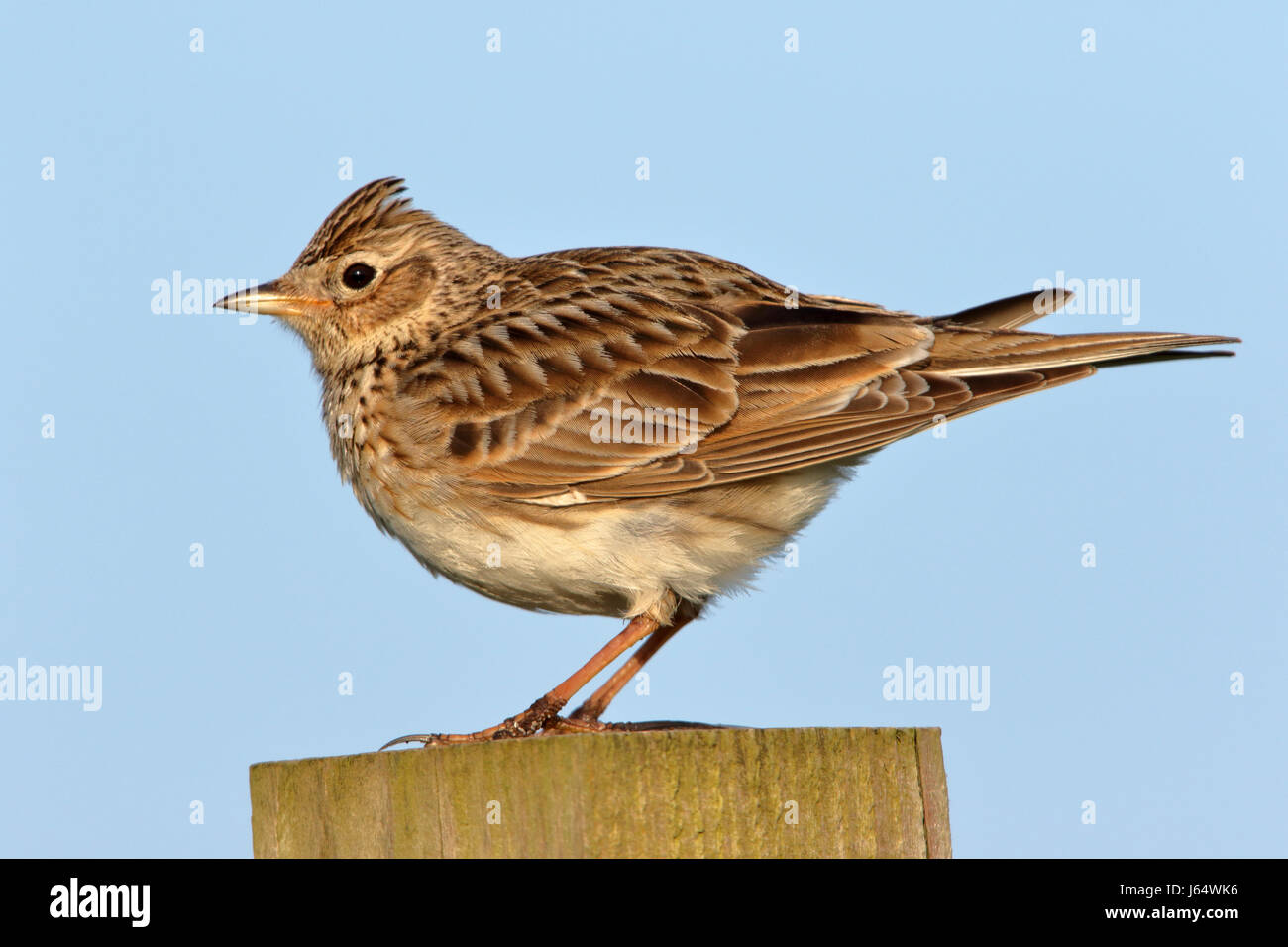 Skylark meadows hi-res stock photography and images - Alamy