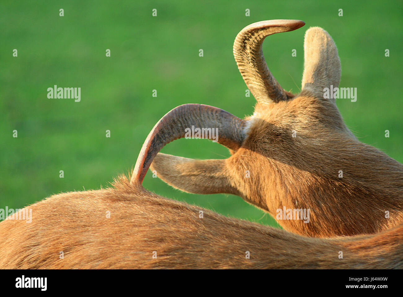 goat horn skin cornets scrape itch pet goat horn skin cornets scrape ...