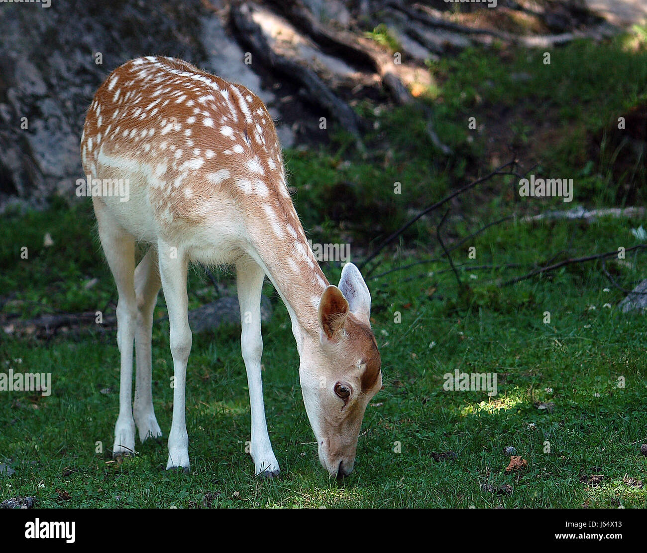 animal brown brownish brunette buck deer young younger female animal ...