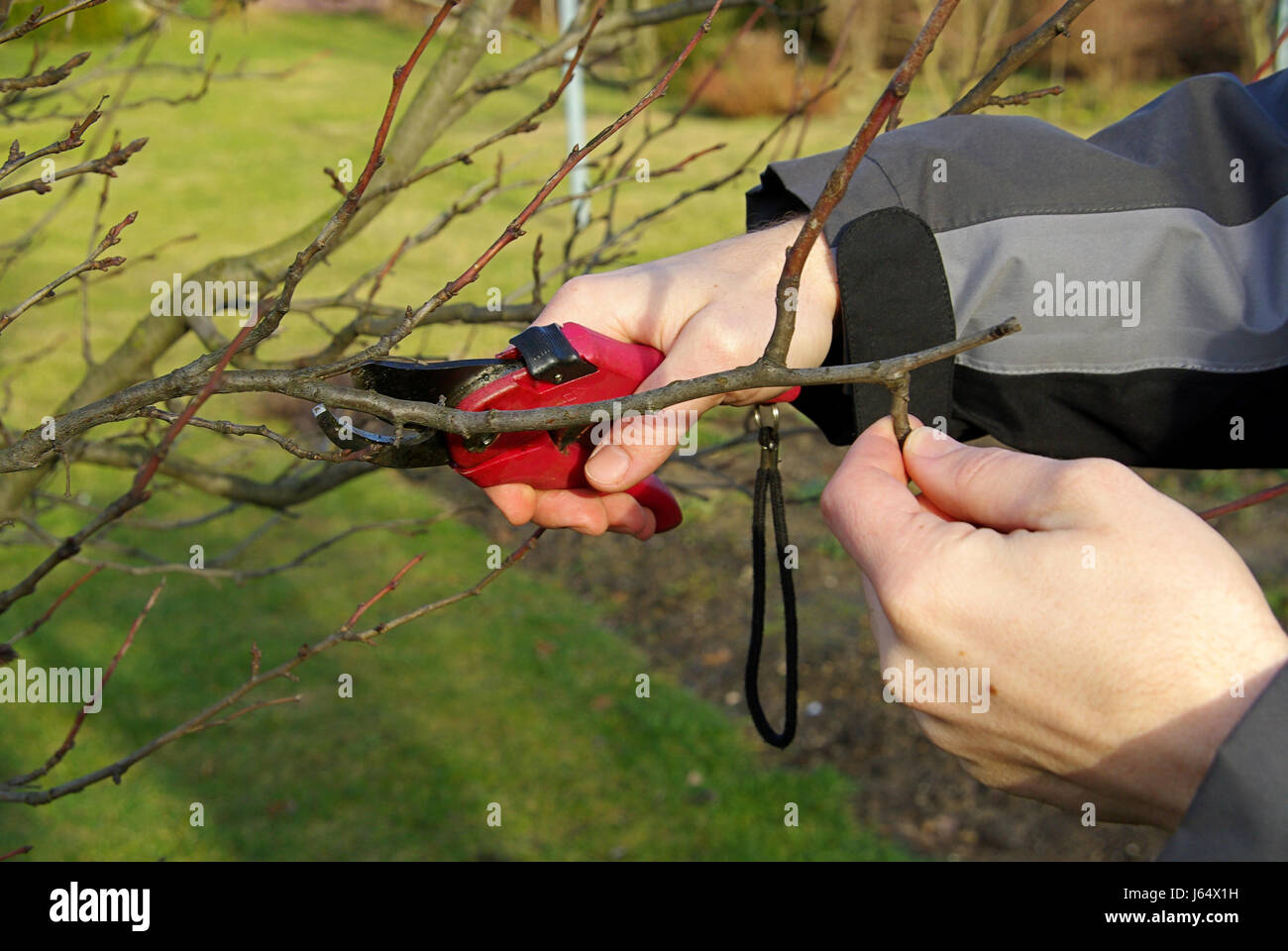 tree branch cut scissors scissor secateurs secateur hand finger tree ...