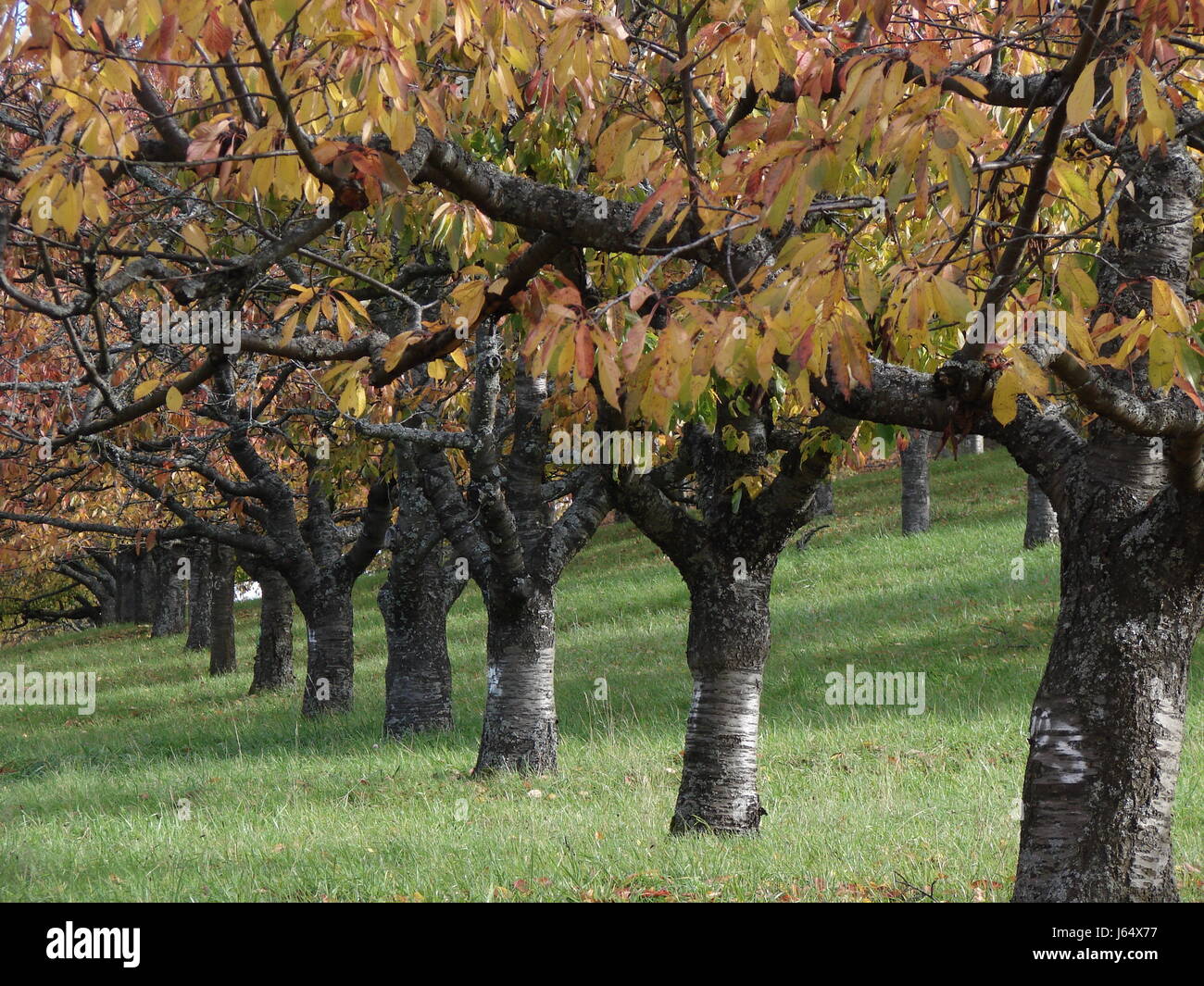 tree trees wood diagonal meadow leaf tree trees green wood brown ...