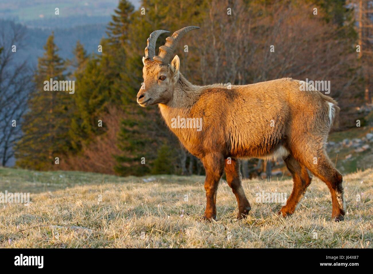 brown quinsy bouquetin wild horn brown animal world quinsy capricorn ...