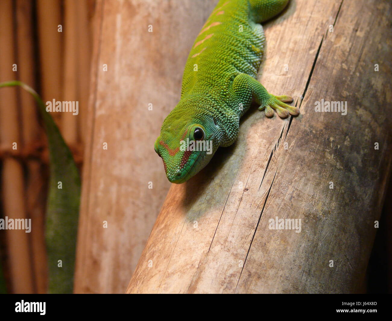 reptiles gecko madagascar desert wasteland green wood lizard eye organ ...