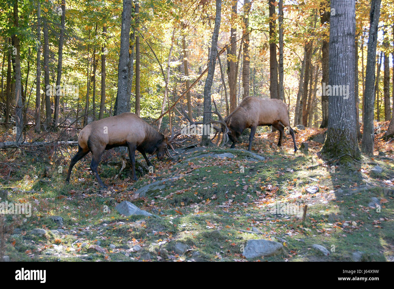 fight fighting conflict animals bull wildlife elk forest tree trees ...