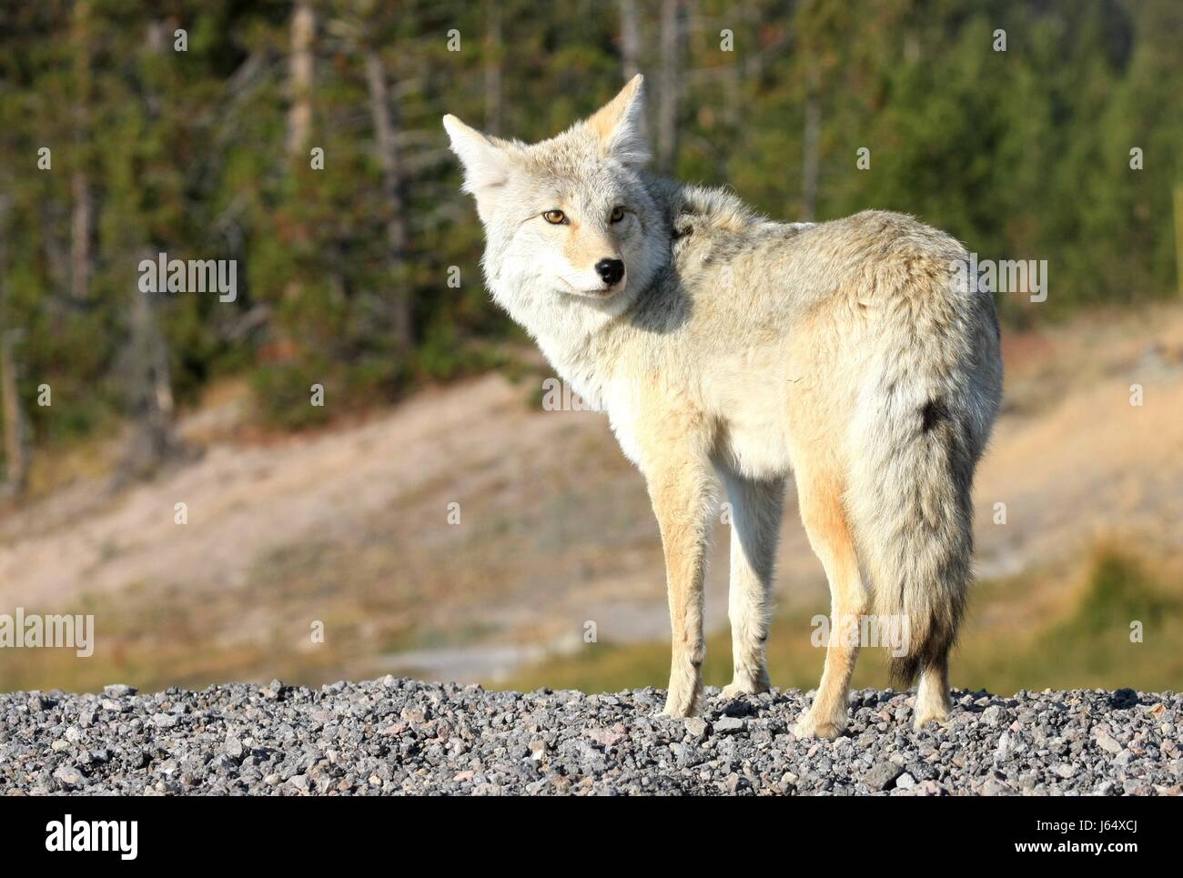 Yellowstone grauer wolf hi-res stock photography and images - Alamy