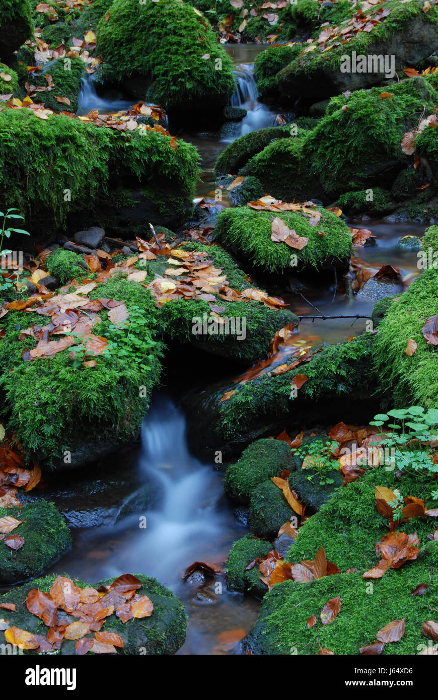 green leaves stream valley water fall autumn flow stone green leaves ...