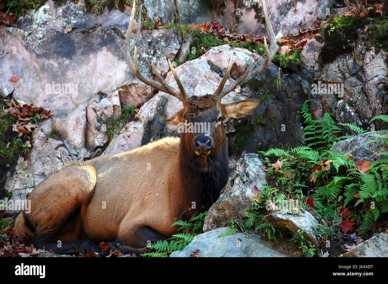 animal bull wildlife elk plants rocks break rest pause tree park animal ...